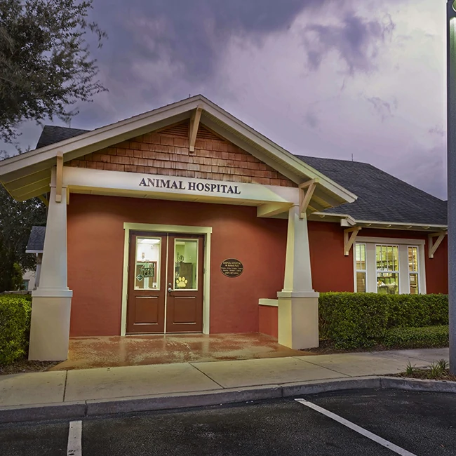 Finding The Major Animal Hospitals In Orlando, Florida