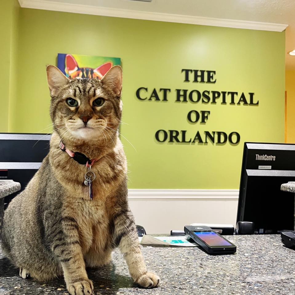 Finding The Major Animal Hospitals In Altamonte Springs, Florida ...